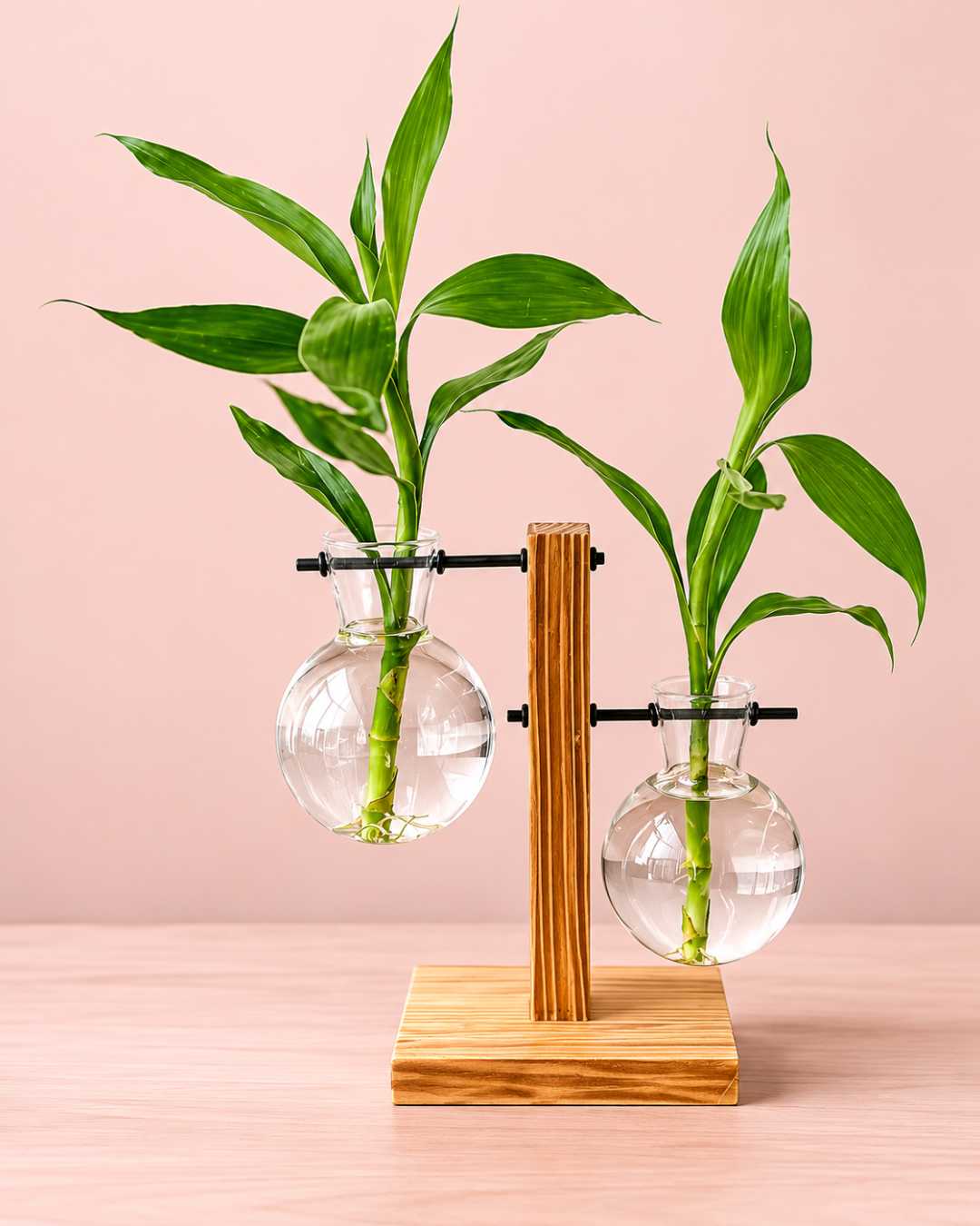 Plantas en agua – Mi Jardín