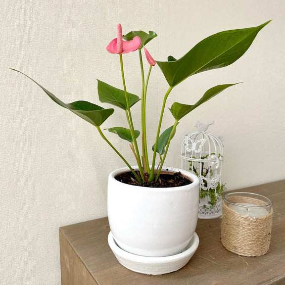 Anturio Rosa - La flor del amor – Mi Jardín