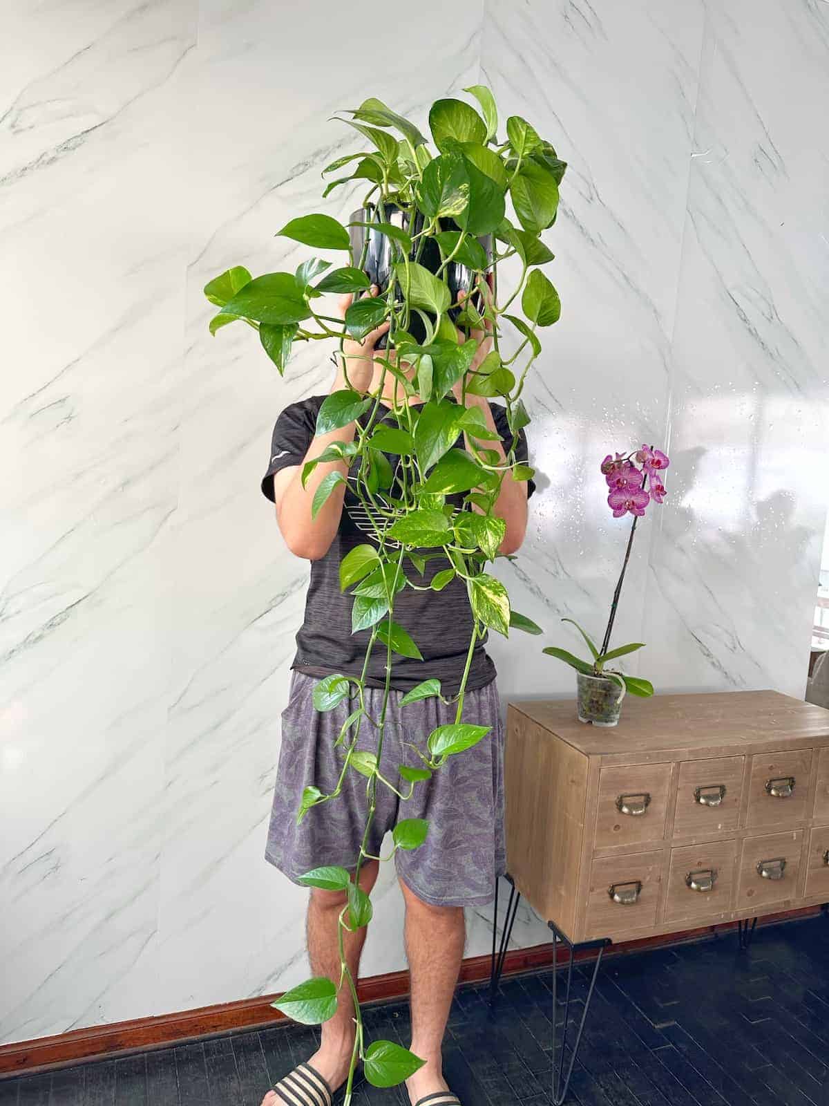 Boa Golden - Súper larga - Planta Colgante – Mi Jardín