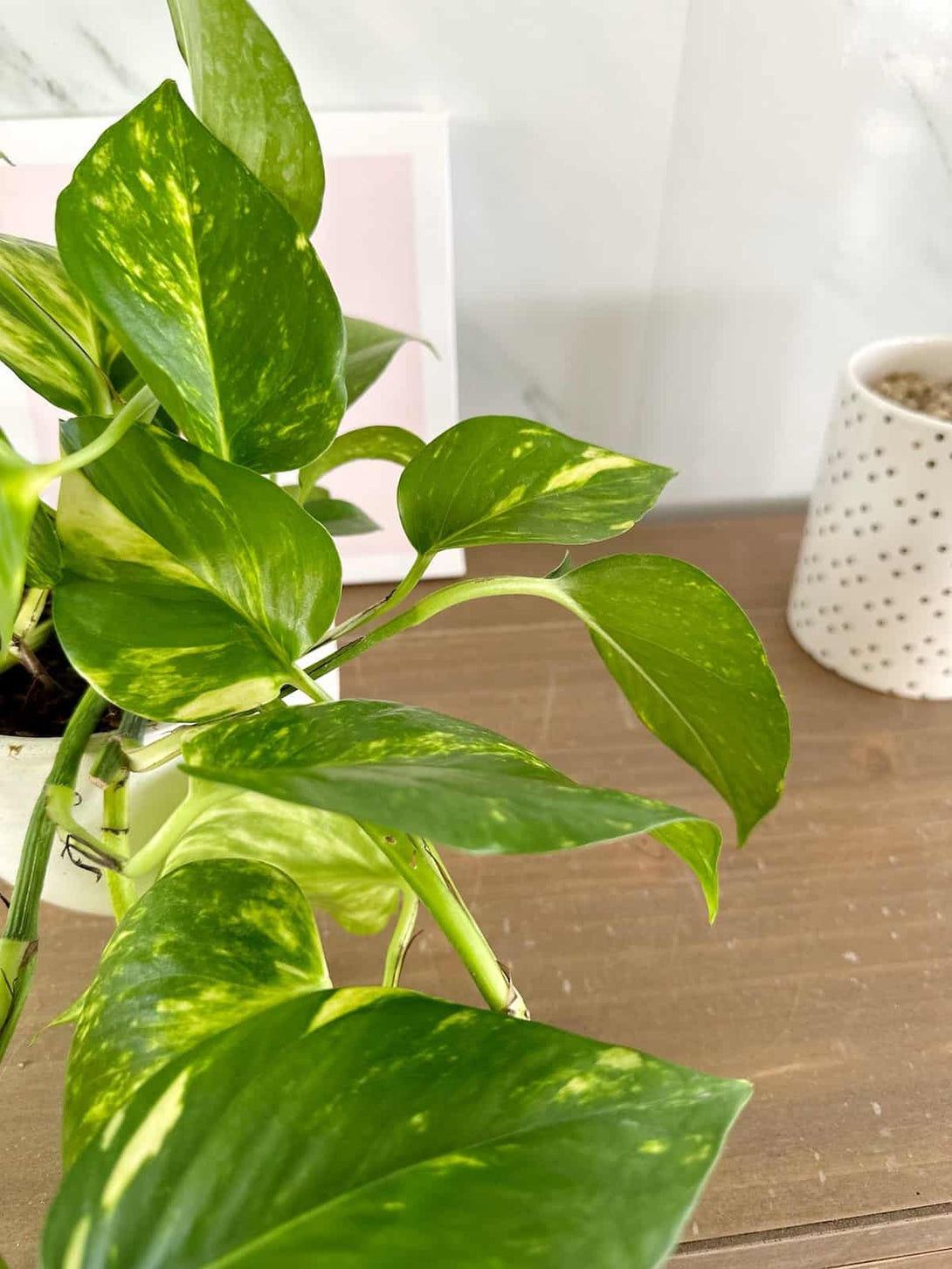 Boa Golden - Planta Colgante – Mi Jardín