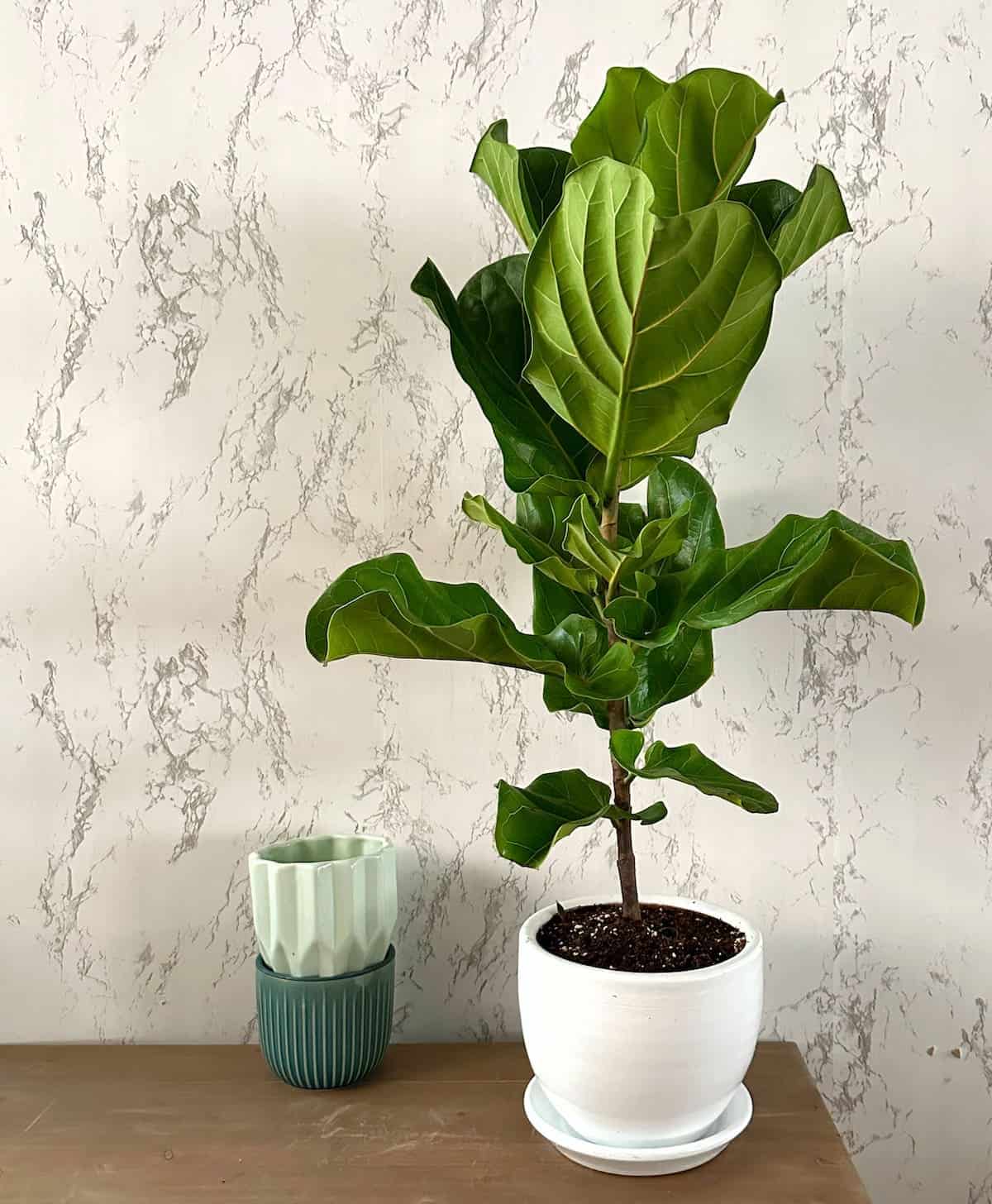 Ficus Lyrata – Mi Jardín