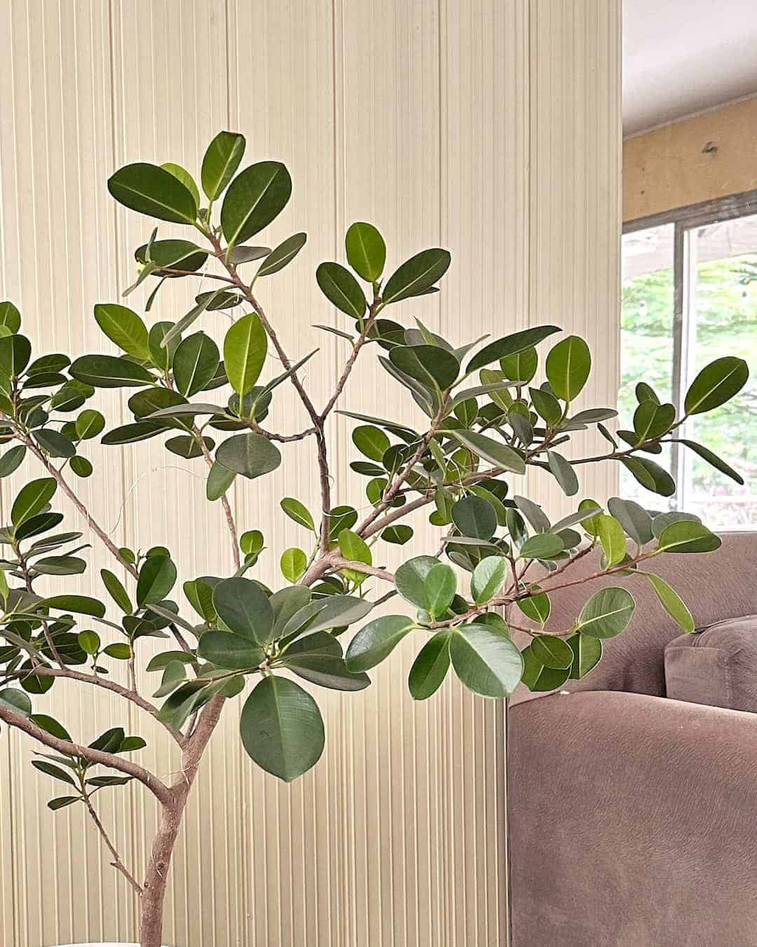 Ficus Japones – Mi Jardín