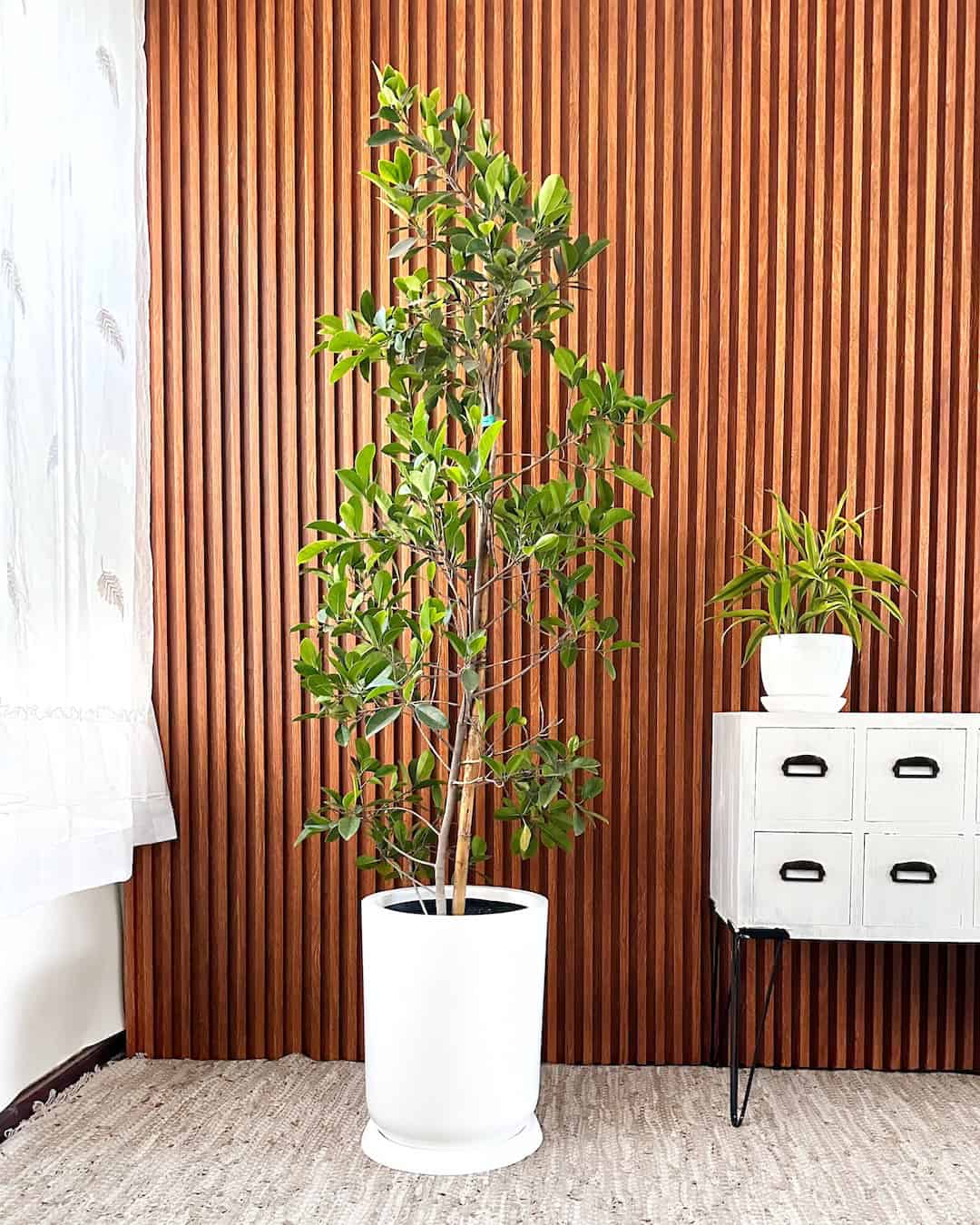 Ficus Ruby – Mi Jardín
