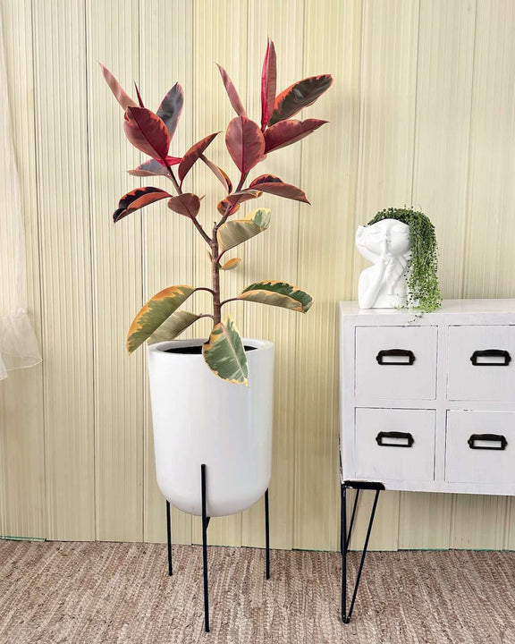 Ficus Ruby – Mi Jardín