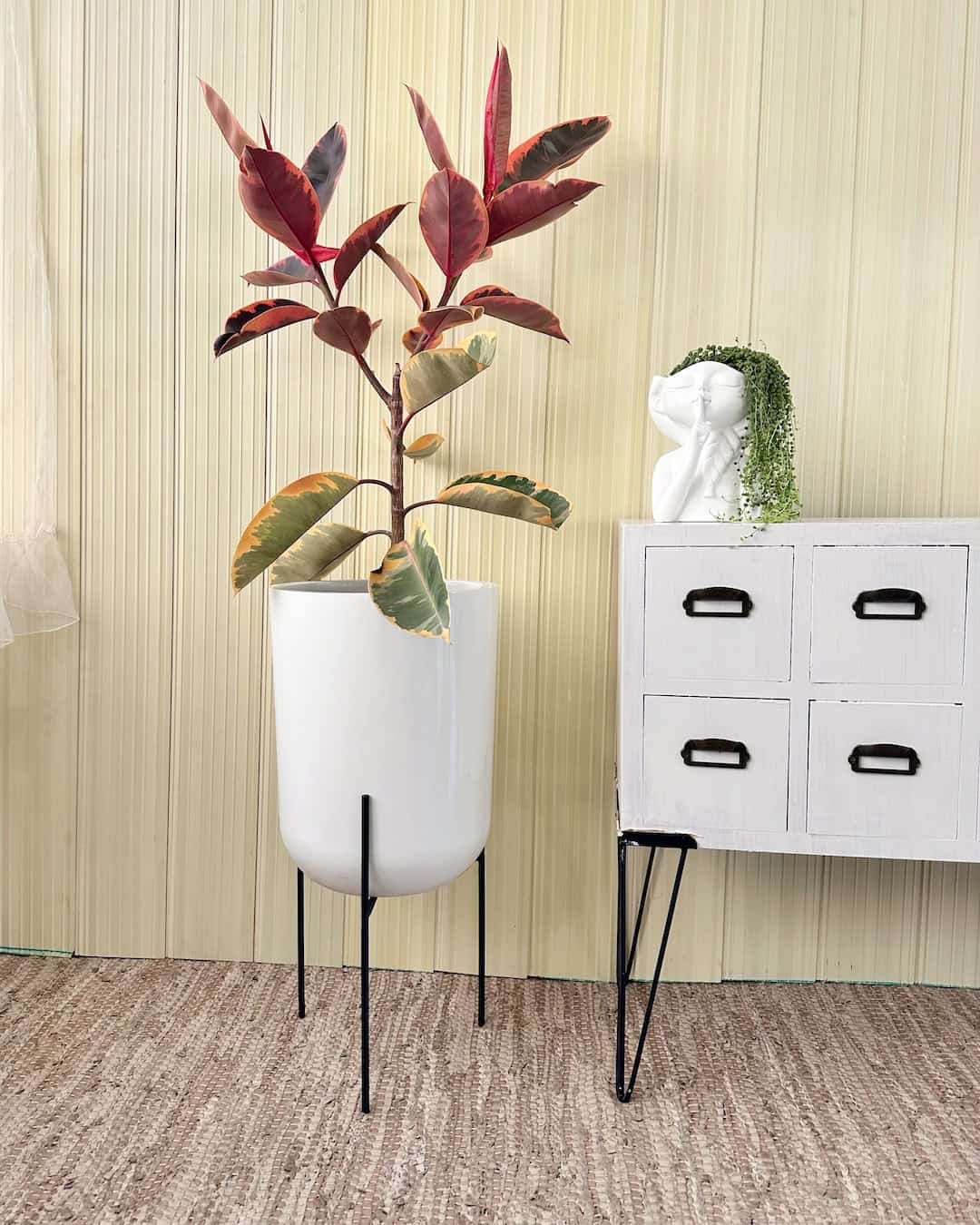 Ficus Ruby – Mi Jardín