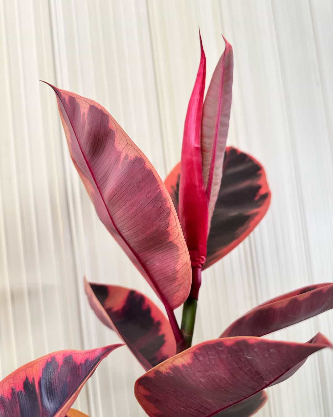 Ficus Ruby – Mi Jardín