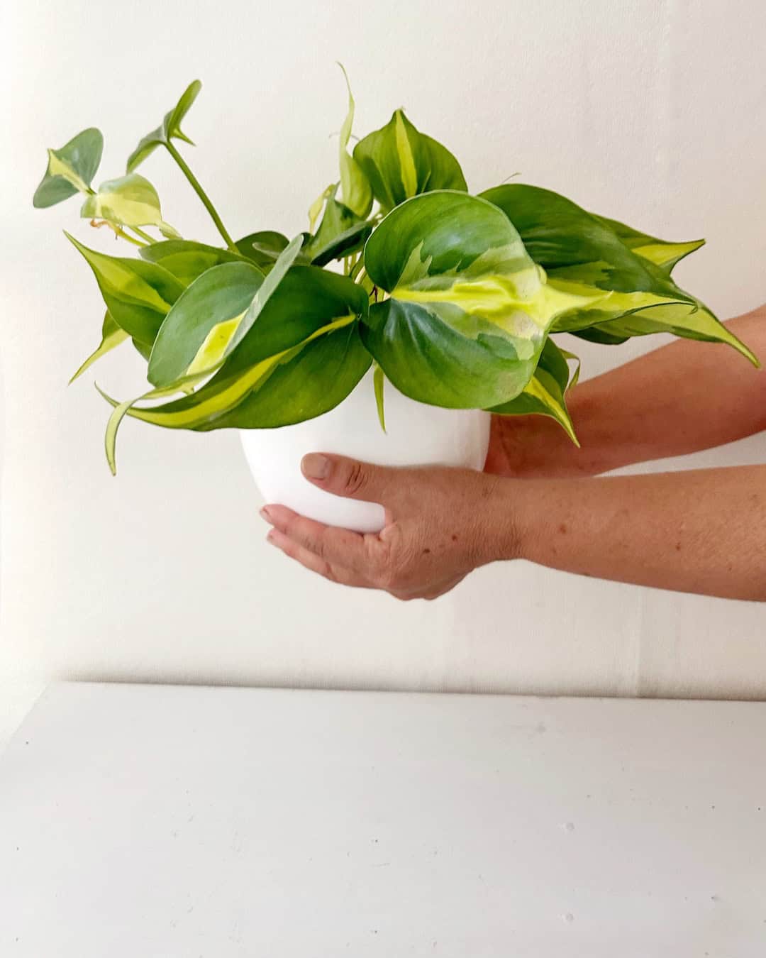 Filodendro Brasil - planta colgante – Mi Jardín