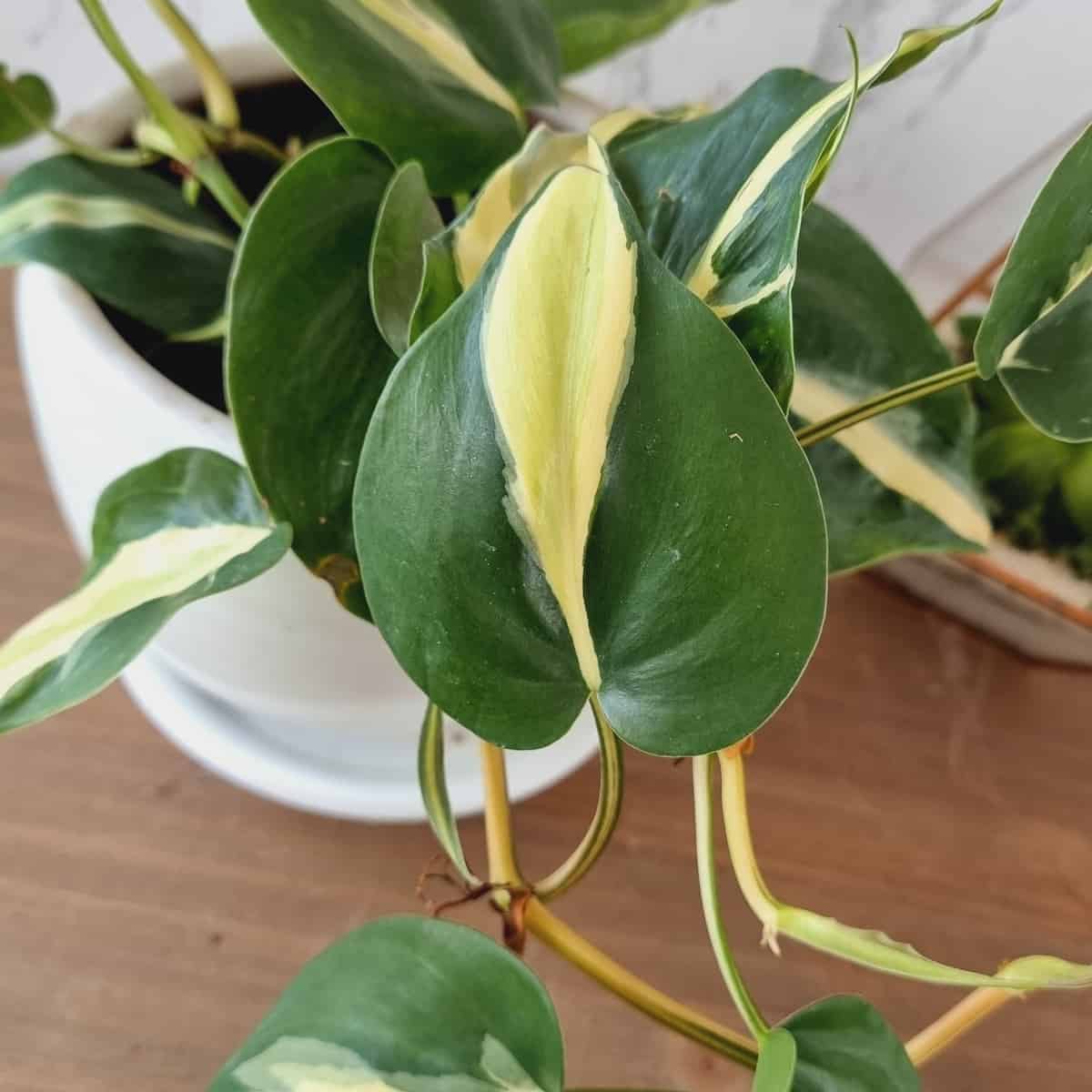 Filodendro Brasil - planta colgante – Mi Jardín