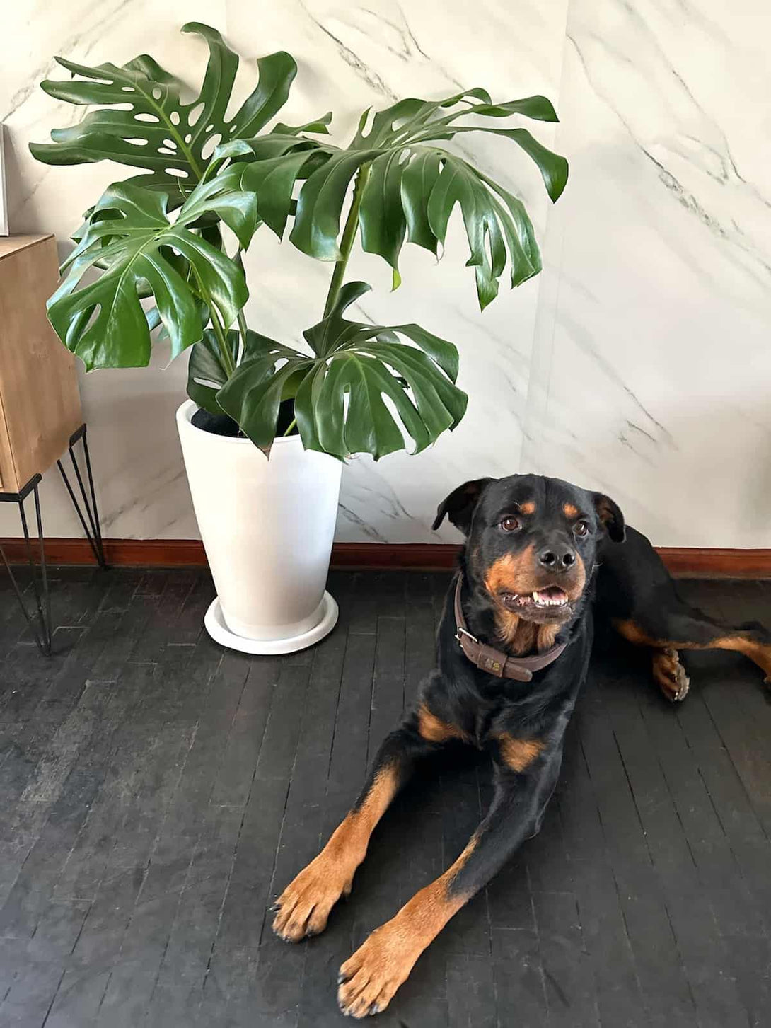 Monstera Deliciosa en Maceta Milan fibra de vidrio 2x – Mi Jardín