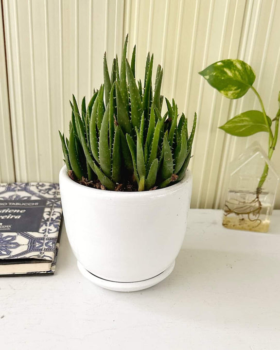 Aloe mini – Mi Jardín
