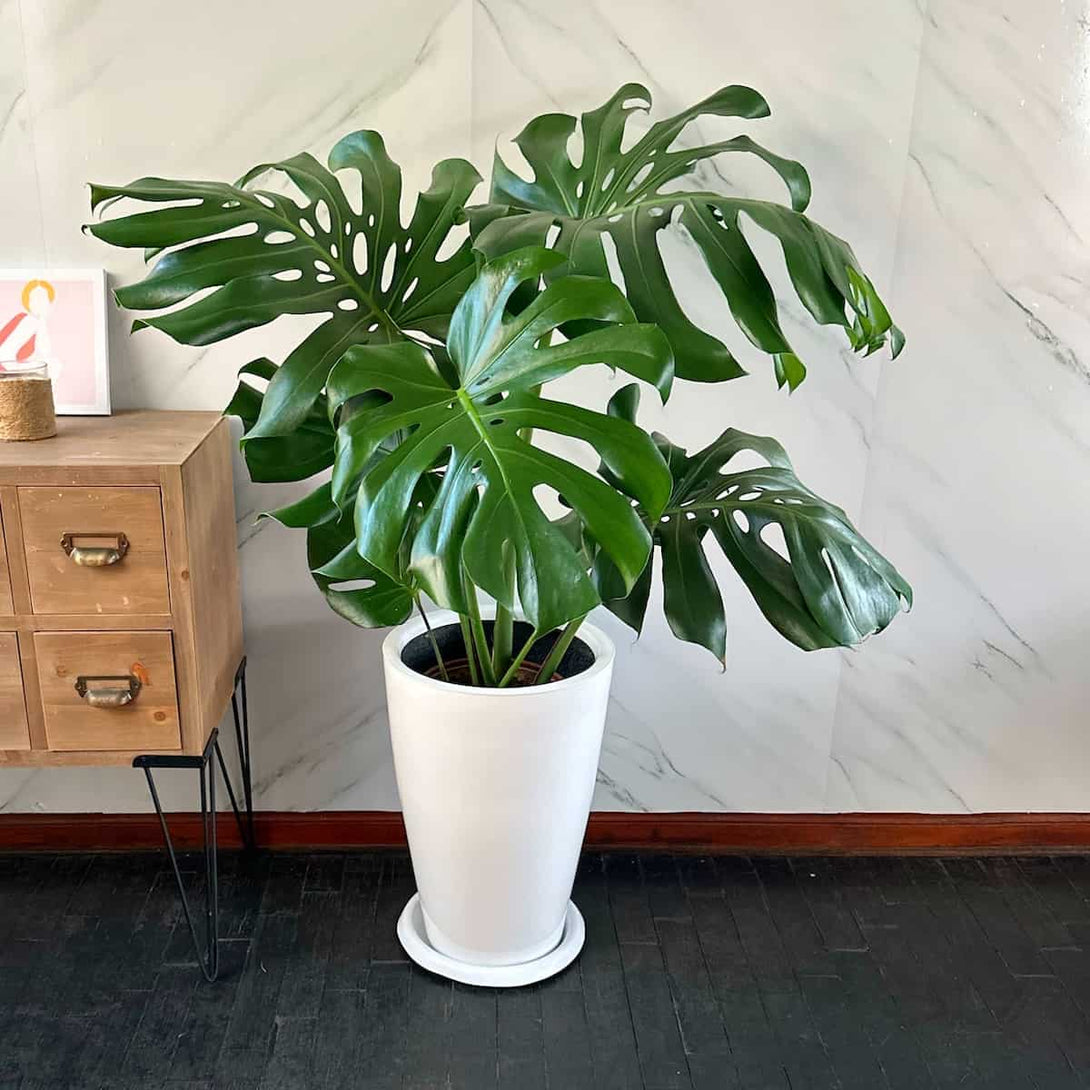 Monstera Deliciosa en Maceta Milan fibra de vidrio 2x – Mi Jardín