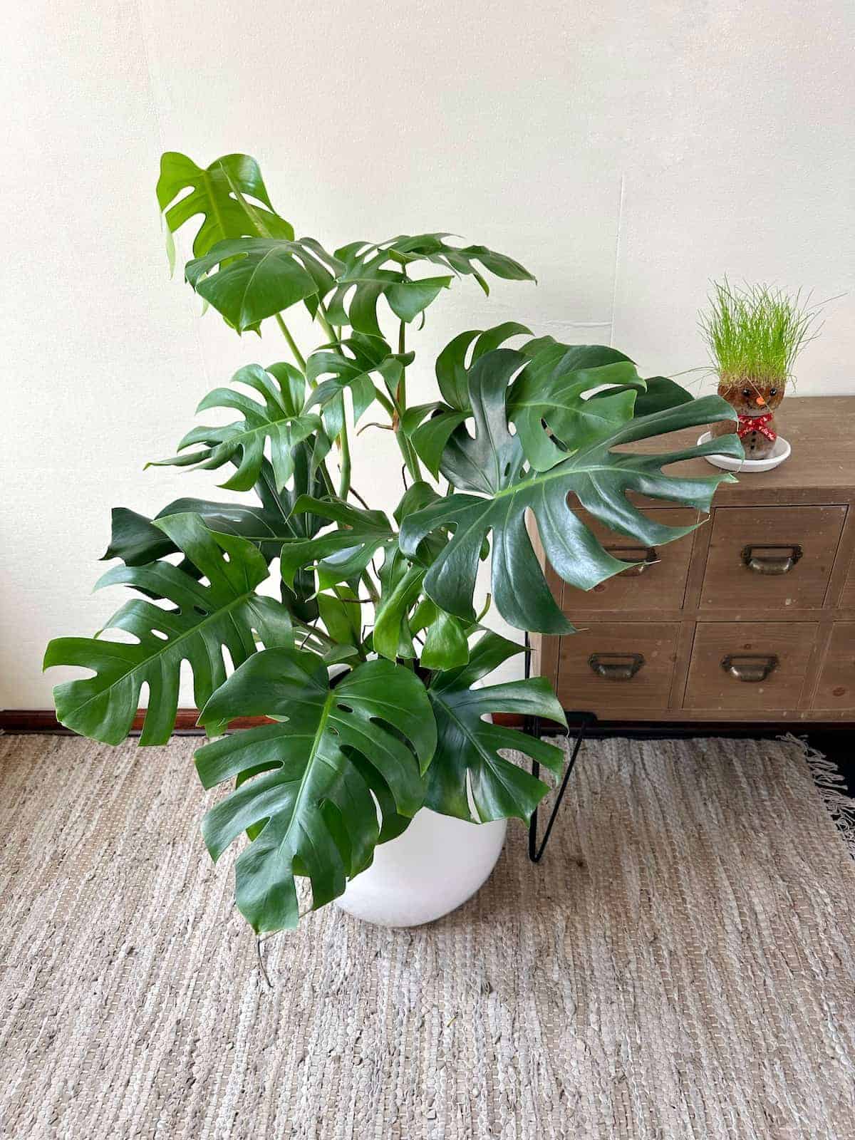 Monstera Deliciosa en Maceta Fibra de vidrio – Mi Jardín