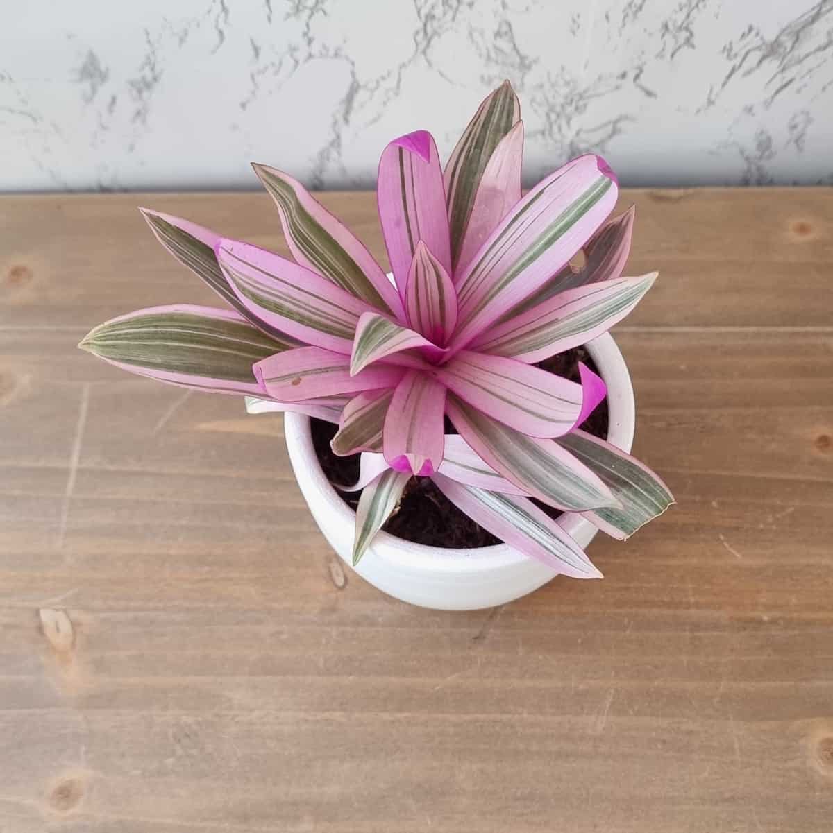 Tradescantia Rhoeo – Mi Jardín