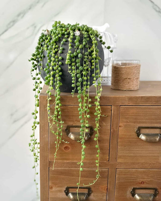 Plantas de Interior – Pagina 4 – Mi Jardín