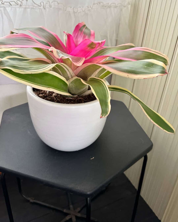 Bromelia Tricolor - Planta de interior Mi Jardin – Mi Jardín