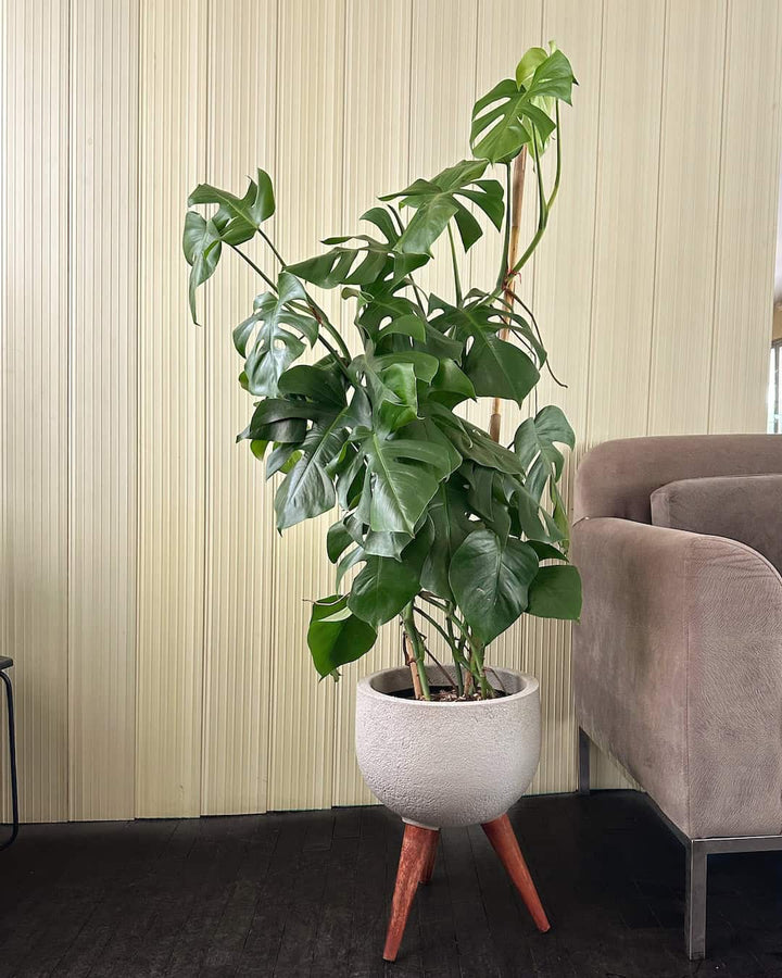 Monstera Deliciosa en Maceta Fibra de vidrio – Mi Jardín