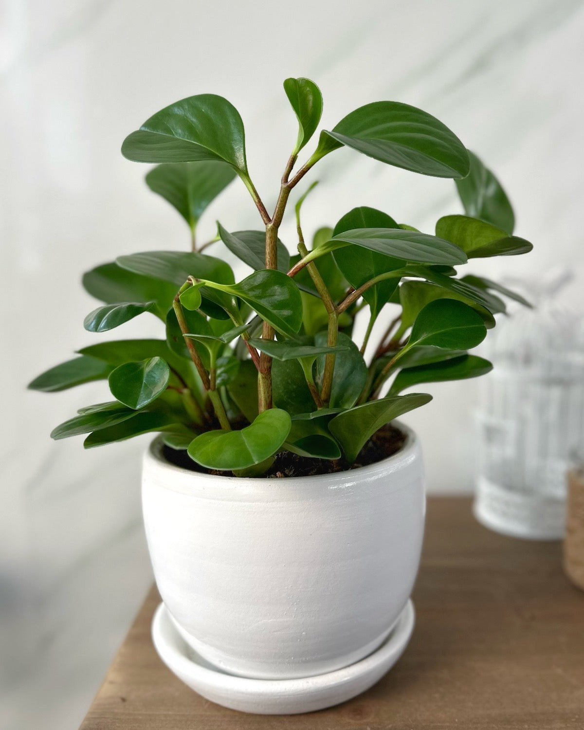 Peperomia Verde - Feng Shui – Mi Jardín