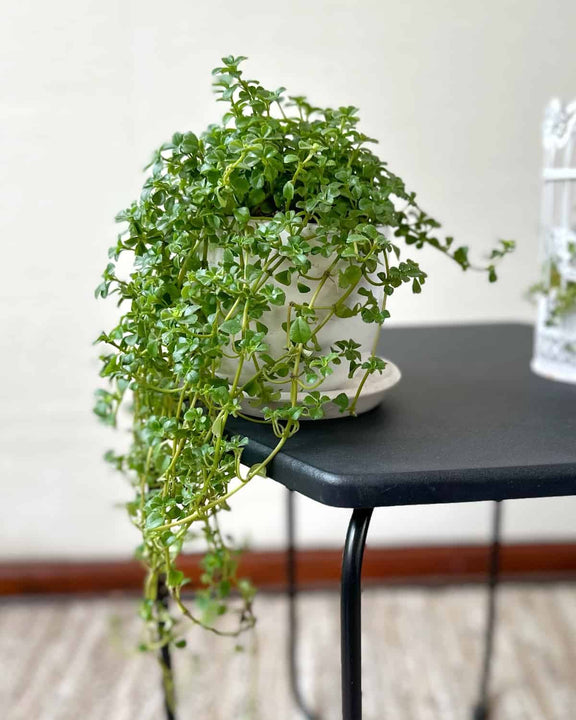 Planta millonaria – Mi Jardín