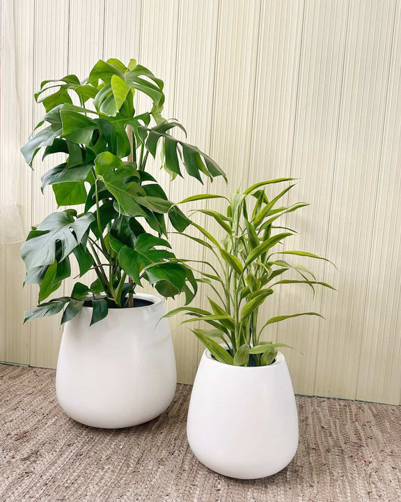 Set Porto - Monstera Deliciosa y Lucky Bambú – Mi Jardín