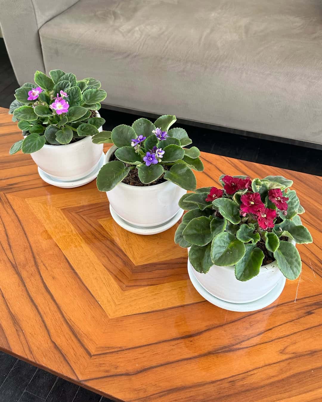 Set 3 Violetas - Planta de interior Mi Jardin – Mi Jardín